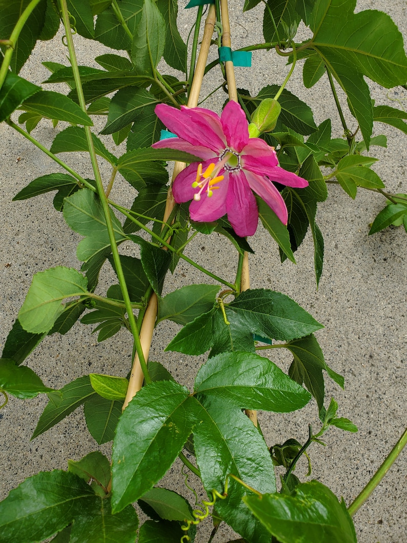 Rare Passion Fruit Cultivar 'ava' Amazing Yellow - Etsy