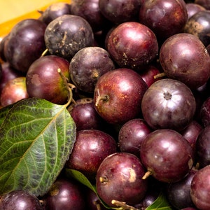 RARE Governor's Plum (flavourtia Indica) Live Fruit Tree - Native to ...