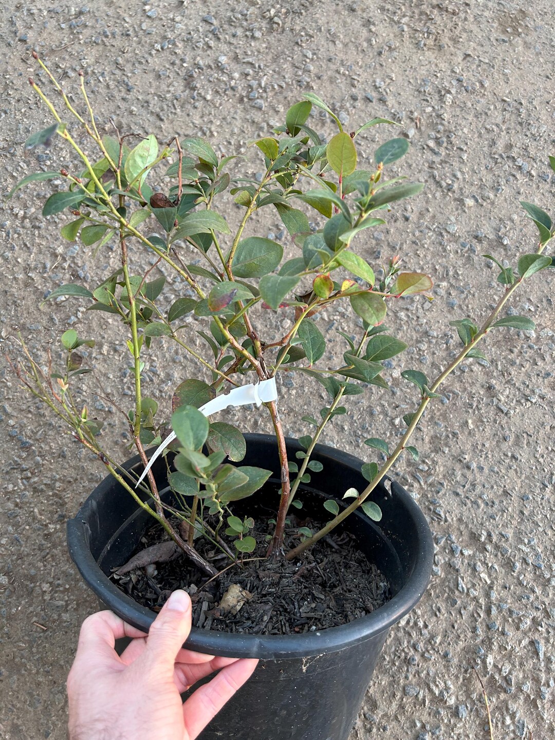 1-2 Feet 'jewel' Blueberry Bush- Fruiting Southern Highbush Select ...