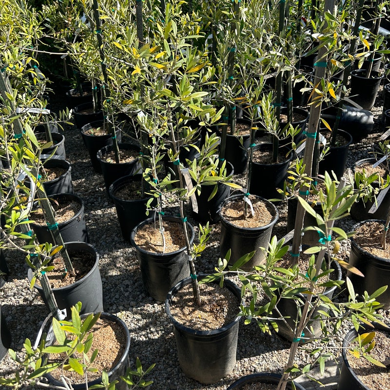 Olive Tree Sapling - Etsy