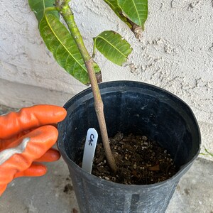 CAC Mango Fruit Tree High Quality Cultivar, coca Cola Flavor - Etsy