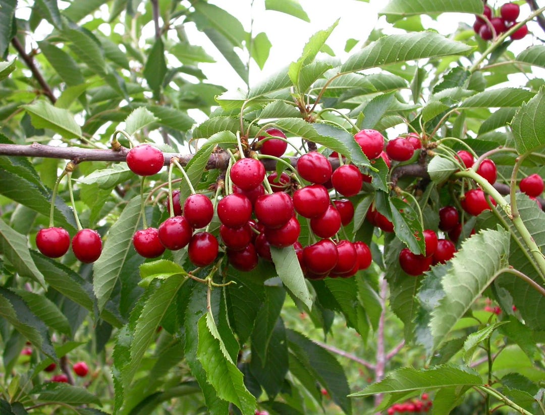 Grafted 'minnie Royal' Cherry Fruit Trees Tall (4+ Feet Tall) - Etsy