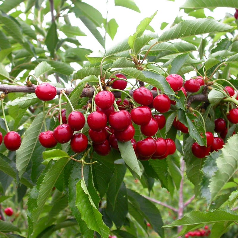 Bing Cherry Tree - Etsy