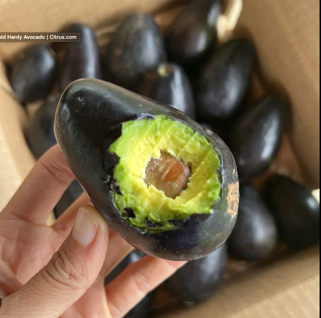 Grafted 'mexicola' Avocado Fruit Tree Large 3 Feet Tall Edible Skin ...