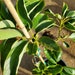 Grafted 'queen' Avocado Tree BIGGEST Avocado HUGE 30 Oz Fruit Cold ...