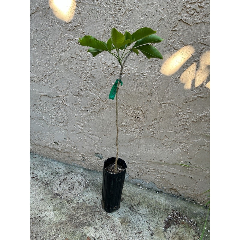 Ultra Dwarf Fruit Trees - Etsy