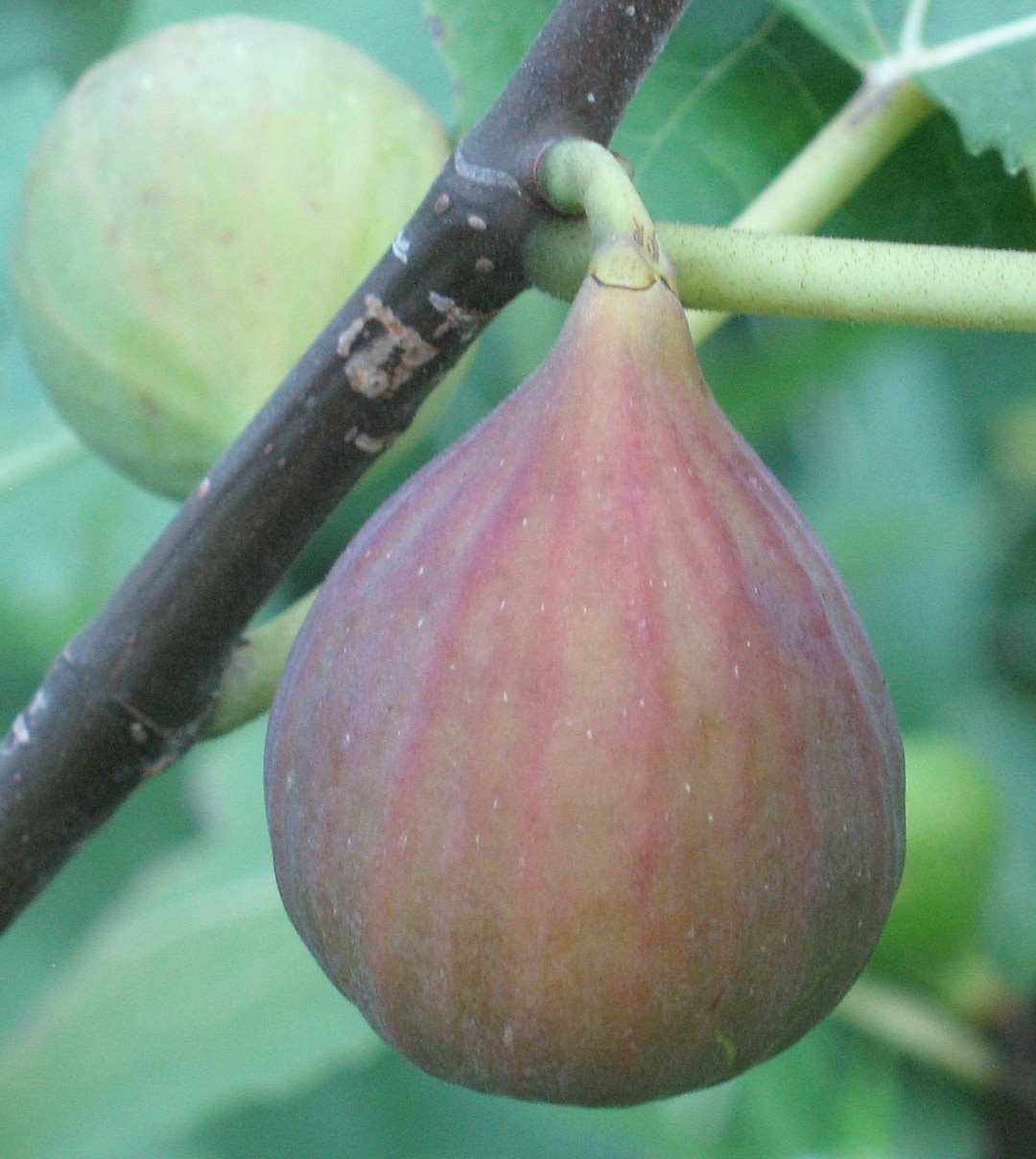 Osborn Prolific Fig Fruit Tree - Productive, Low Heat Requirement - Etsy