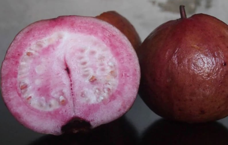 Malaysian Red Guava Fruit Tree - Produces Beautiful Fruit and Red ...