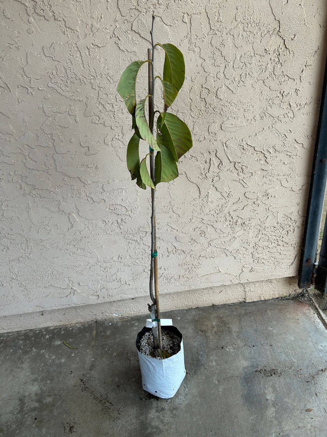 LARGE Grafted 'lisa' Atemoya Fruit Tree (3-4 Feet Tall) - Pink Flesh ...