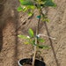 Grafted 'queen' Avocado Tree BIGGEST Avocado HUGE - Etsy
