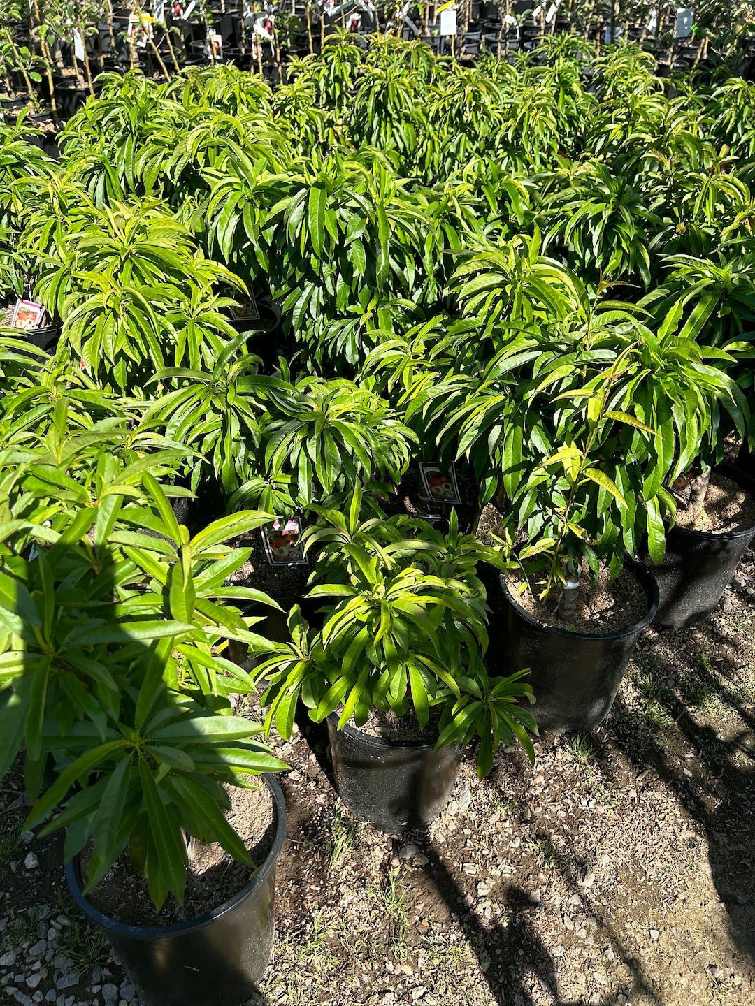 Grafted 'sol Dorado' Miniature Nectarine Tree - Etsy