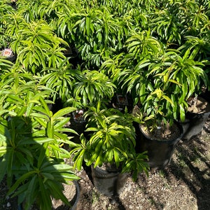 Grafted 'bonanza' Miniature Peach Tree - Etsy