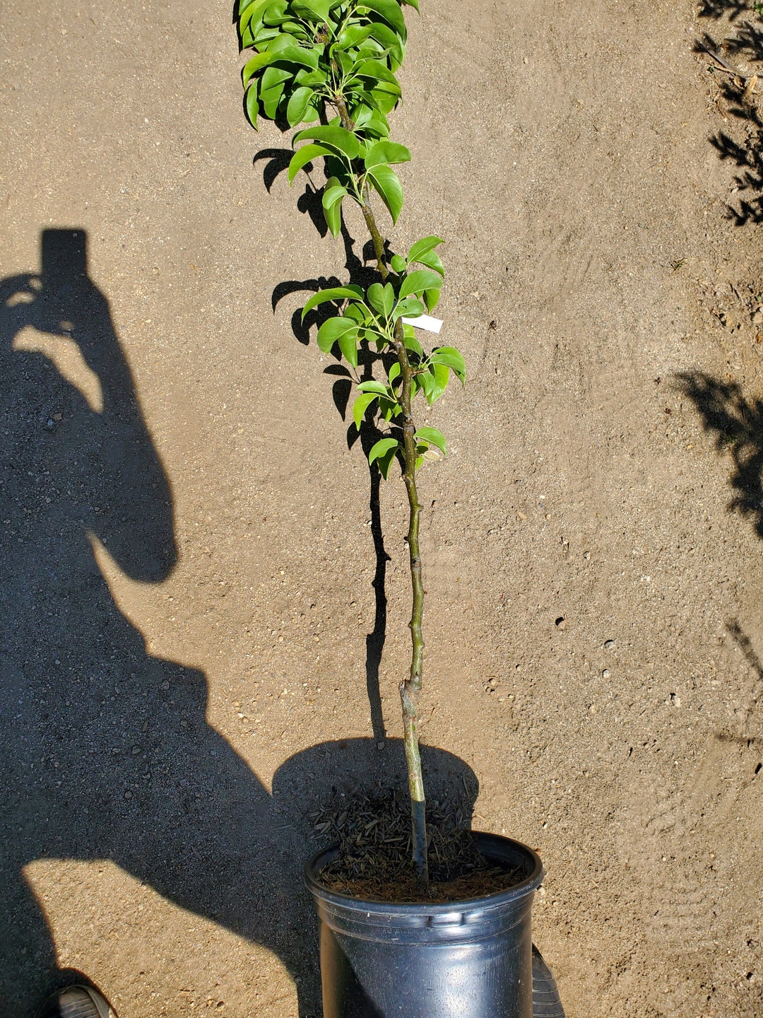 Tall 'pineapple' Grafted Pear Fruit Tree 4-5 Feet Tall - Etsy