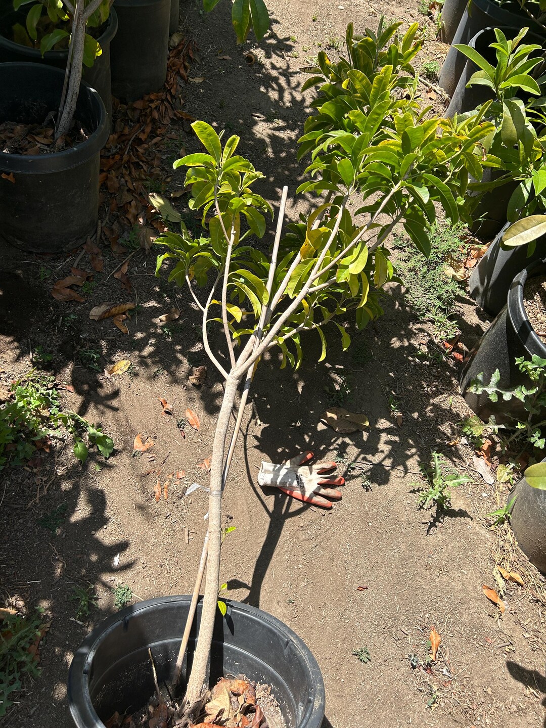 Large Chico Sapote Tree (5-6 Feet Tall) - Alano Mexican Sapodilla ...