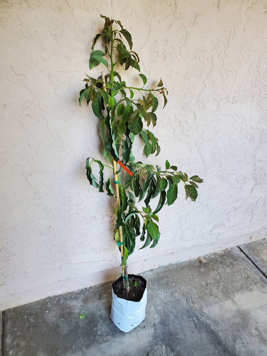 Avocado Dwarf little Cado Grafted Tree 'wurtz' - Etsy