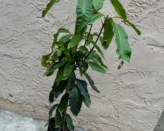 Fruit & Vegetables - Etsy