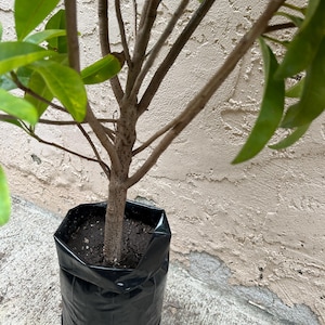 Chico Sapote Tree (3-4 Feet Tall) - Alano Mexican Sapodilla, Large ...