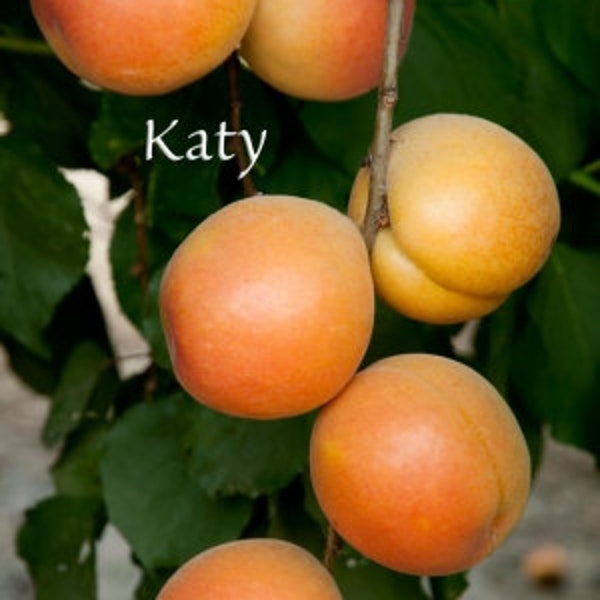 Dwarf Peach Fruit Tree - Etsy