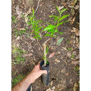 Kara Gul Pomegranate Fruit Tree - Darkest Arils, Almost Black Color ...