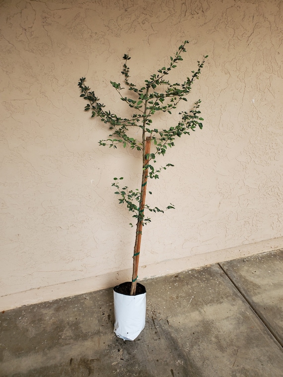 5 Feet Tall Guamuchil Fruit Tree Manila Tamarind Edible - Etsy