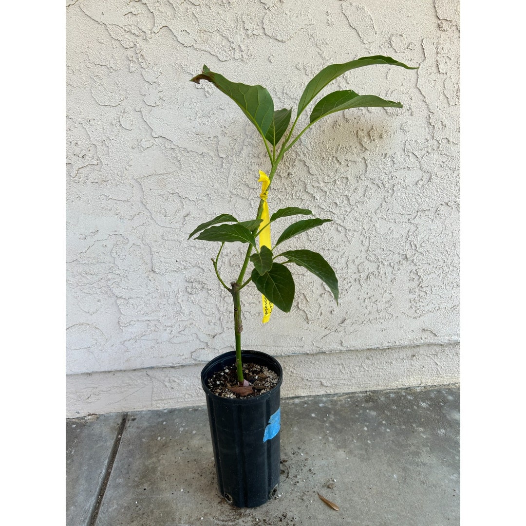 Grafted 'sharwil' Avocado Fruit Tree Best Tasting Avocado in the World ...