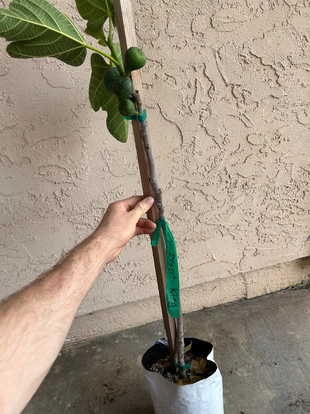 Desert King Fig Tree 4+ Feet Tall, Semi Dwarf - Etsy