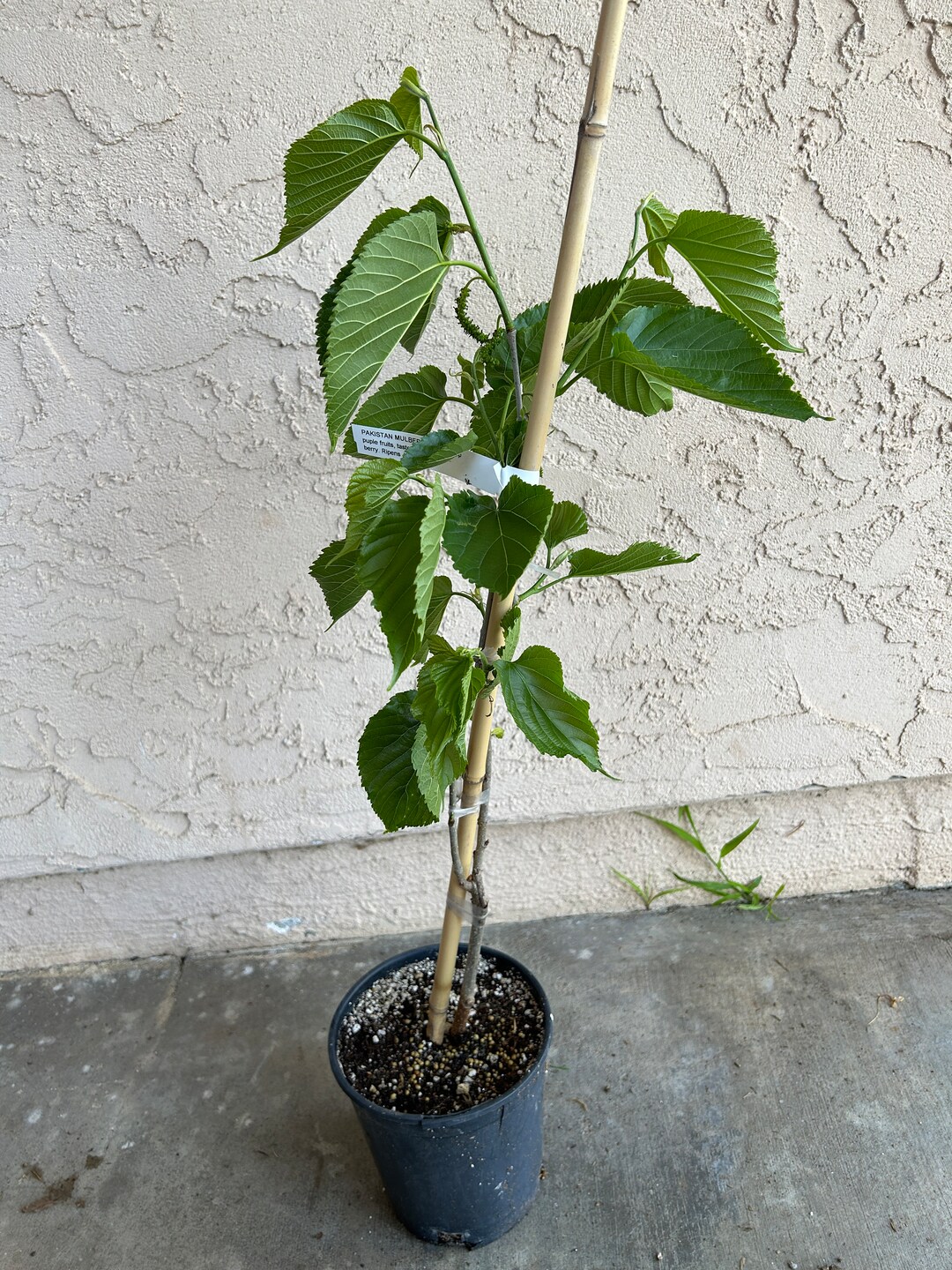 Pakistan Mulberry Tree (rooted Cutting) - 4 Inch Long Fruits, Dark ...