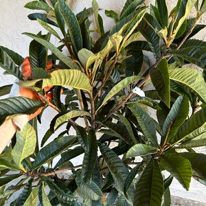 5-6 Feet Tall 'gold Nugget' Loquat Fruit Tree - Orange Flesh ...