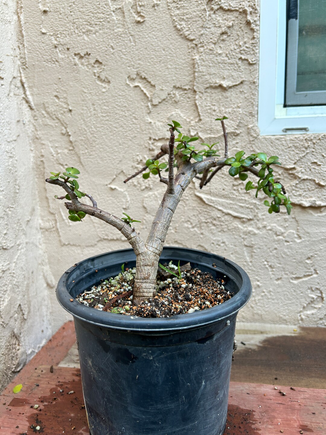 Dwarf Elephant Bush Slant-style Bonsai Tree portulacaria Afra Super ...