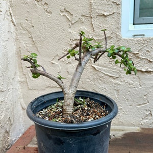 Dwarf Elephant Bush Slant-style Bonsai Tree portulacaria Afra Super ...