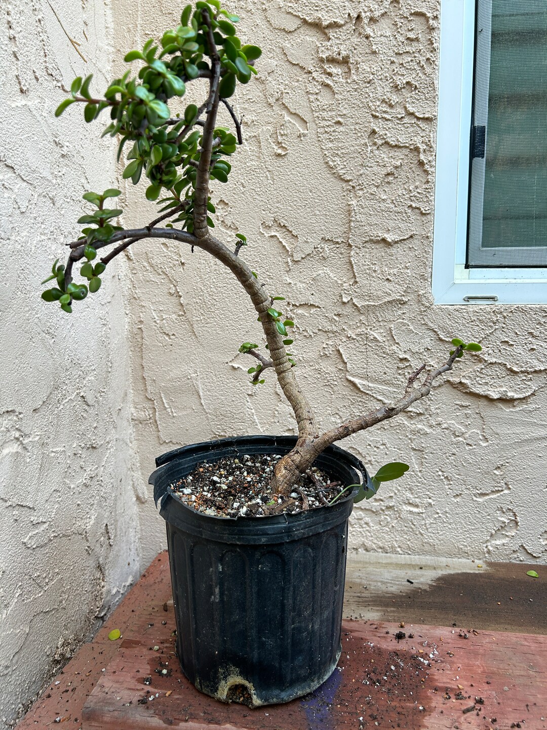 Dwarf Elephant Bush Curve-style Bonsai Tree portulacaria Afra Super ...