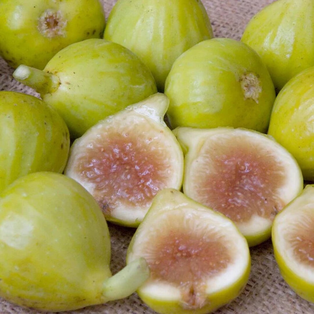 White Kadota Fig Fruit Tree - Productive, Low Heat Requirement - Etsy