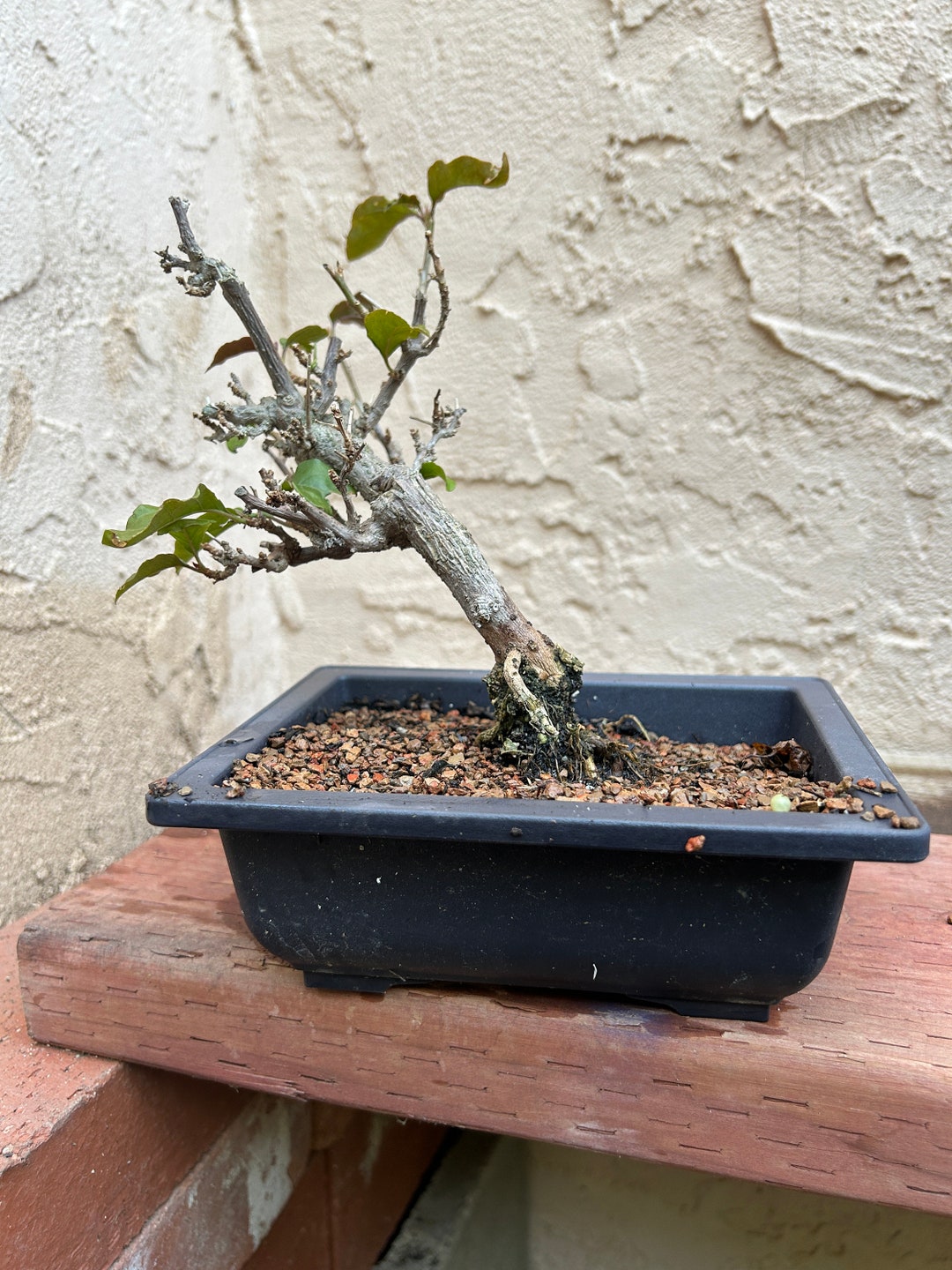 Slant-style Bougainvillea Bonsai Tree free Shipping Amazing Flowers - Etsy