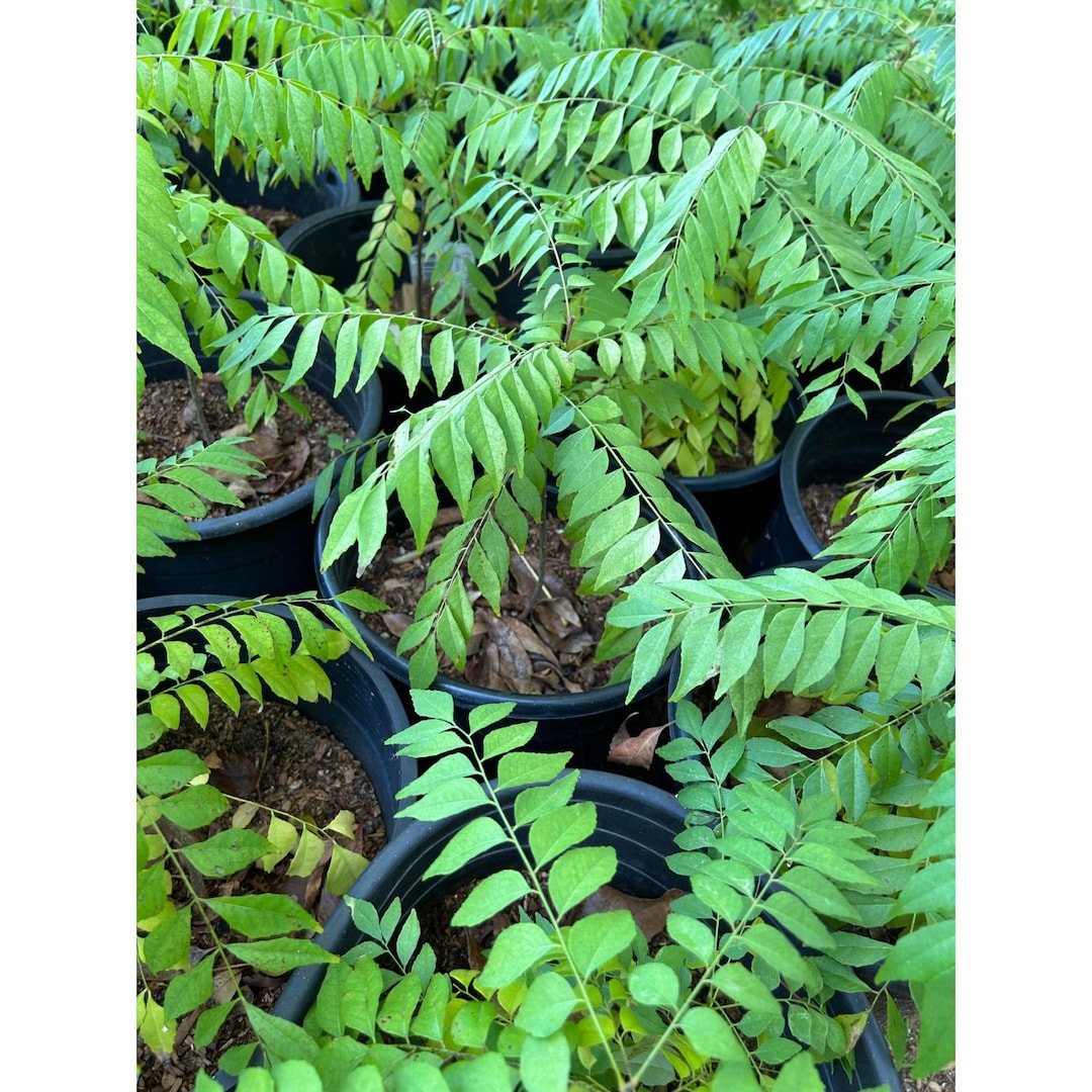 Curry Leaf Tree (murraya Koenigii) - Fresh and Fragrant Leaves - Fast ...