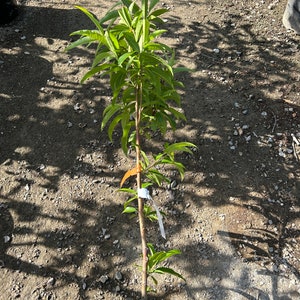 July Elberta (early Elberta) Peach Tree - 4-5 Feet Tall Grafted Fruit ...