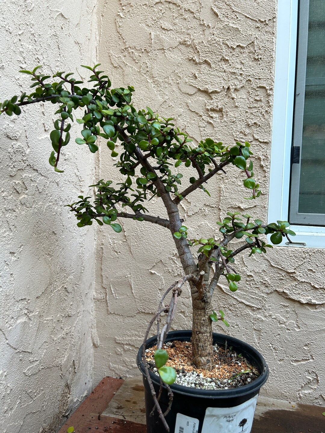 Dwarf Elephant Bush Slant-style Bonsai Tree portulacaria Afra Super ...