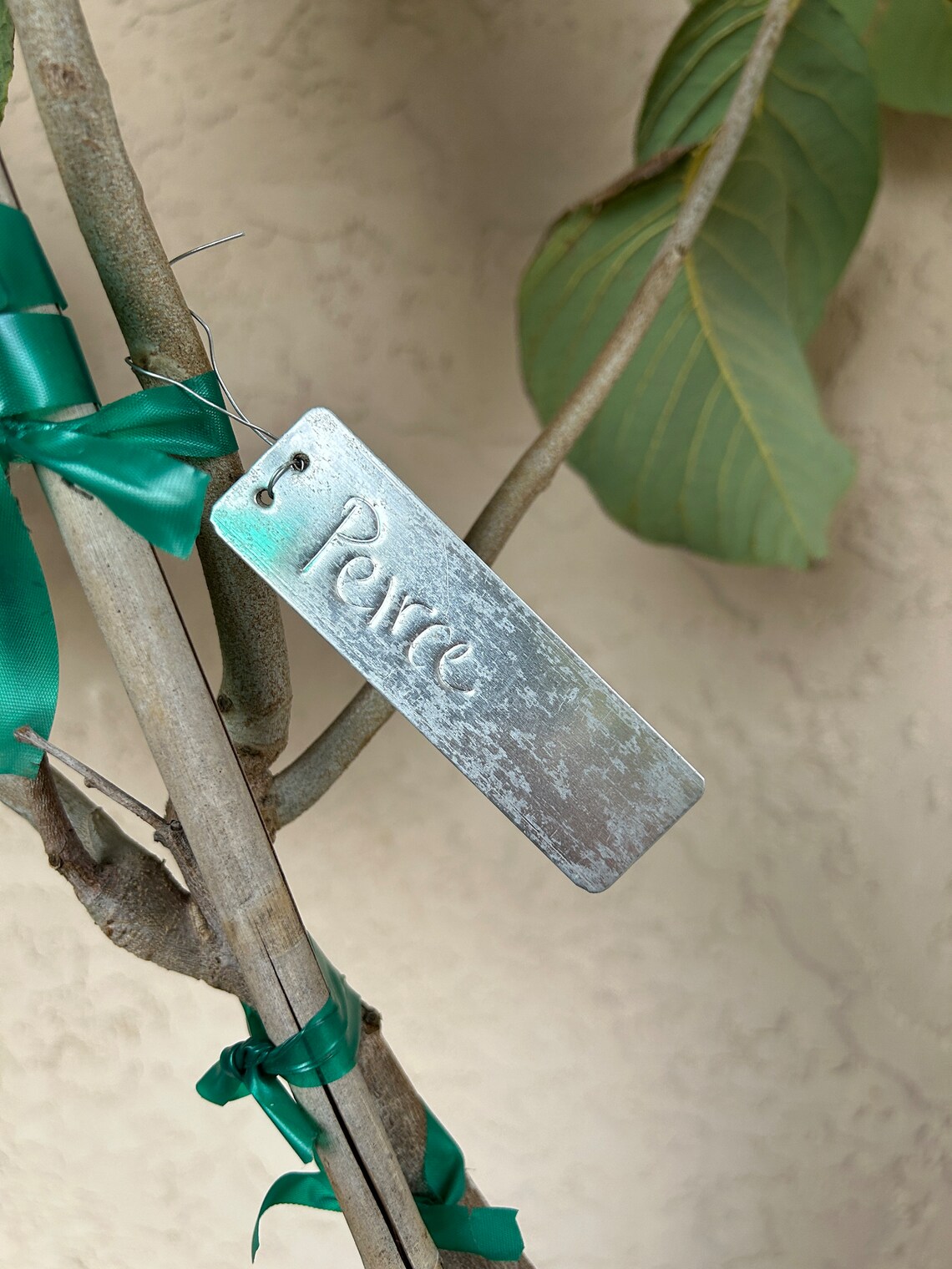 Grafted 'pierce' Cherimoya Fruit Tree 4-5 Feet Tall - Etsy