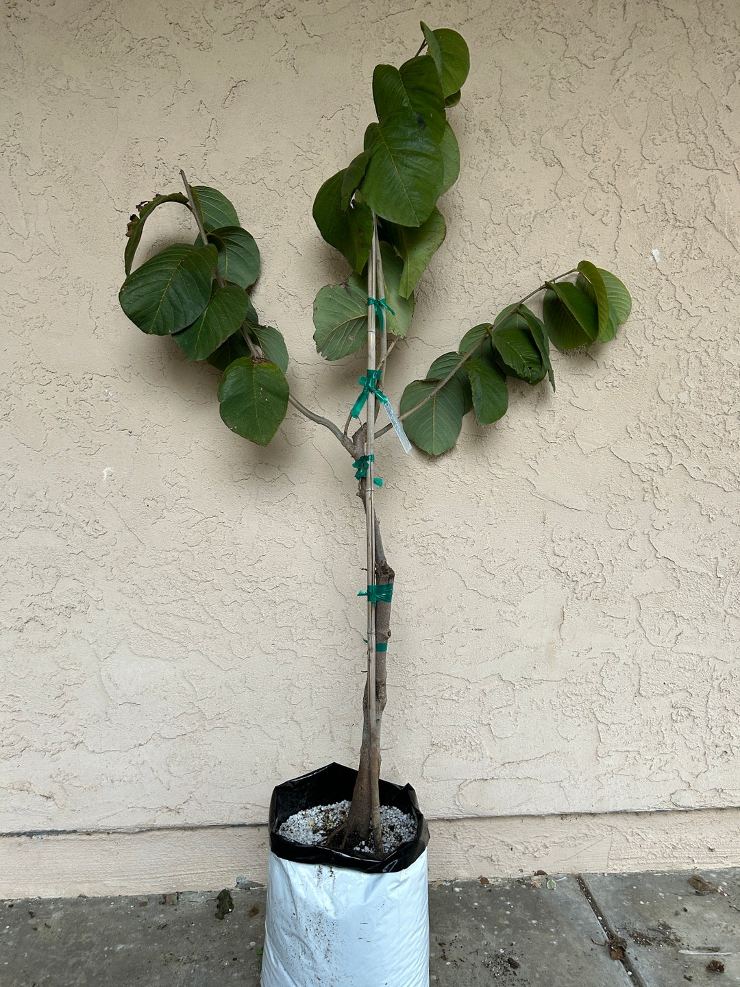 Grafted 'pierce' Cherimoya Fruit Tree (4-5 Feet Tall) - One of the Best ...