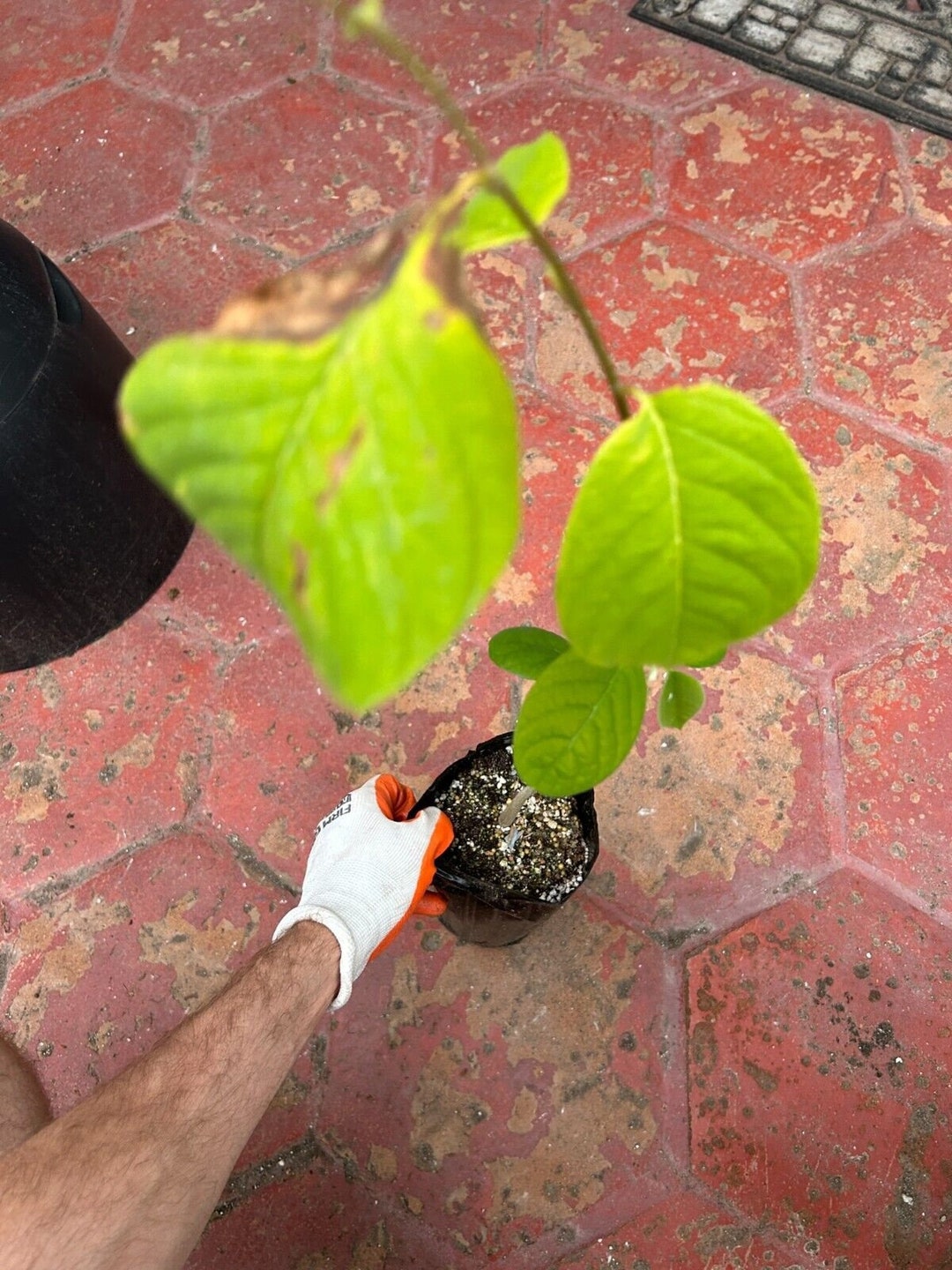 Cherimoya Seedling Variety 'pierce' Fruit Tree 2-3 - Etsy