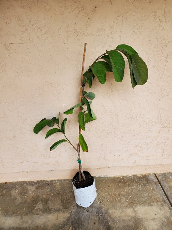 Very Rare Tall GRAFTED Purple Ilama Fruit Tree Relative of - Etsy