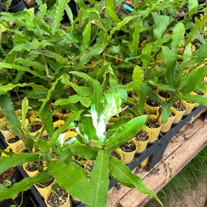 Macadamia Nut Tree - 'cate' Seedling (very Rich, Buttery Flavor) - Etsy