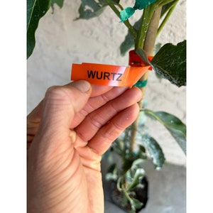 5 Feet Wurtz 'little Cado' - Grafted Dwarf Avocado Fruit Tree - Best ...