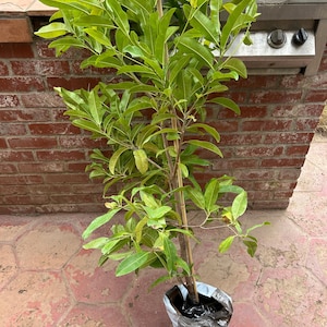 Chico Sapote Tree (3-4 Feet Tall) - Alano Mexican Sapodilla, Large ...