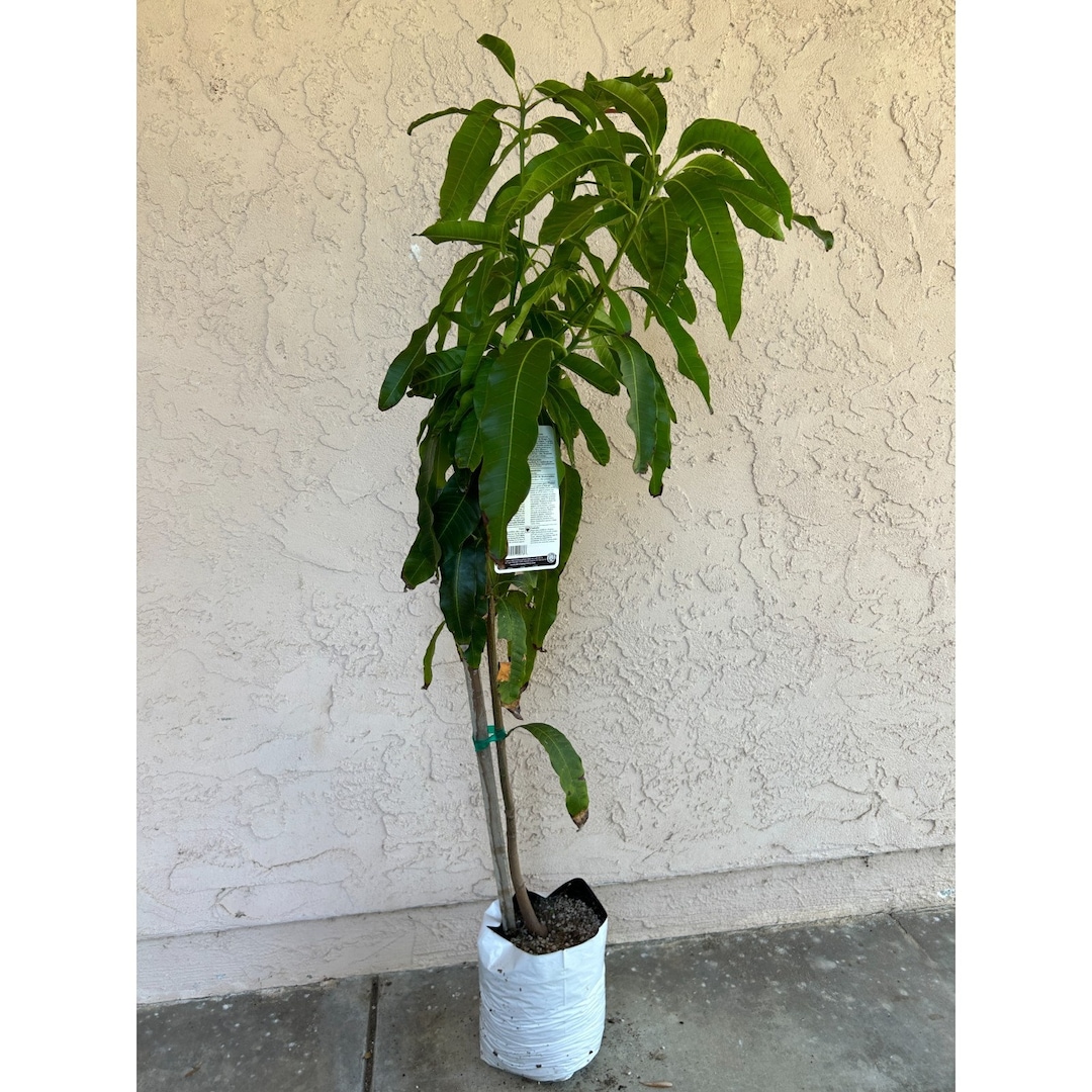 Tall Manila Mango Fruit Tree 3-4 Feet Tall Fiberless Fruit, Very Sweet ...