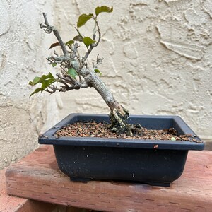 Slant-style Bougainvillea Bonsai Tree free Shipping Amazing Flowers - Etsy