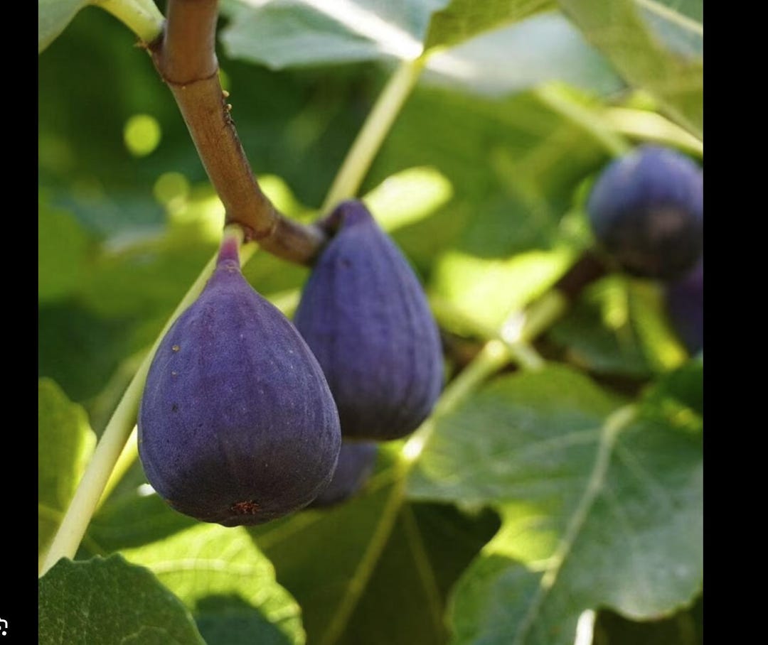 LSU Purple Fig Fruit Tree (airlayered Tree) - Caramel Flavor, Brown ...