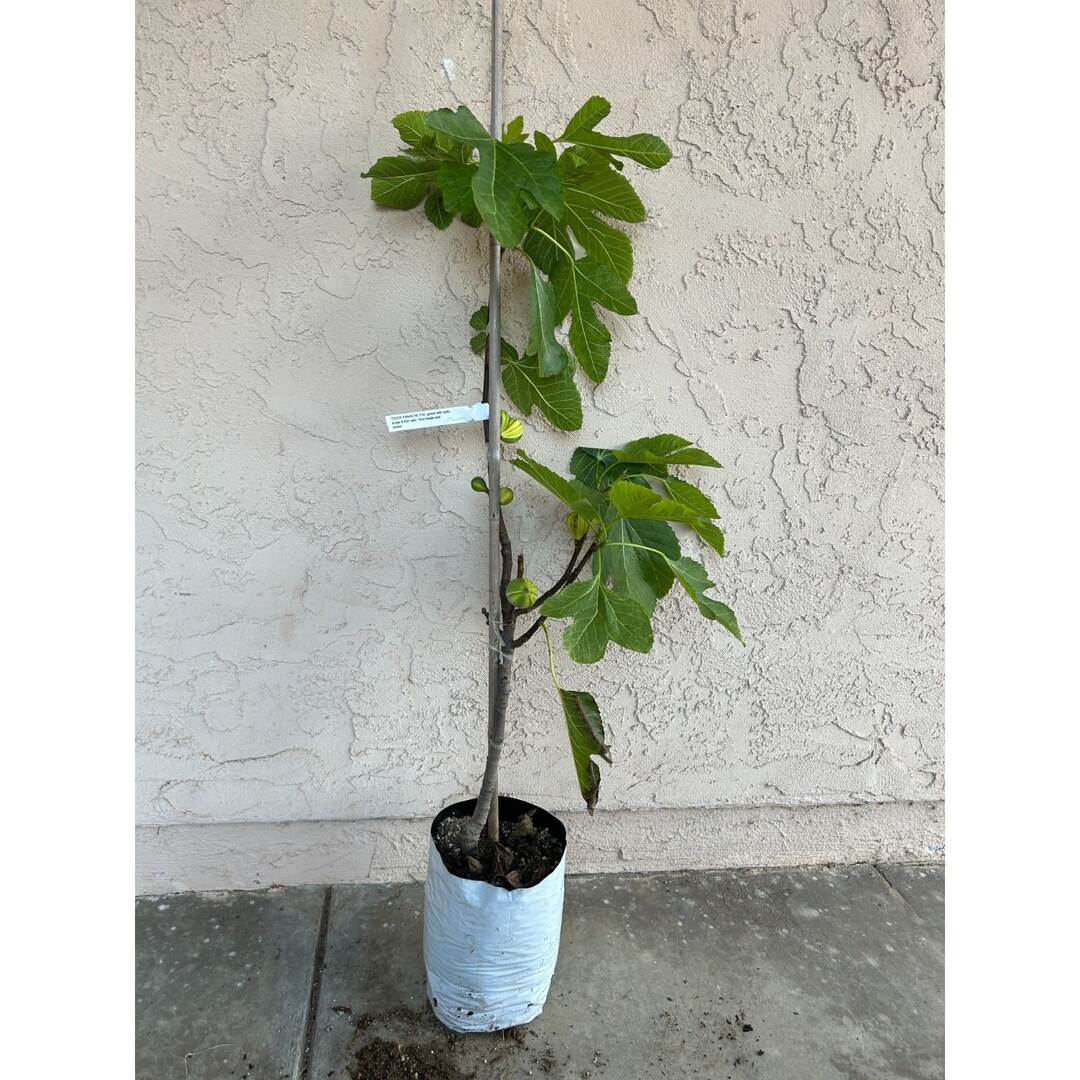 Tall Panache Tiger Fig Fruit Tree (5-6 Feet) - Variegated, Strawberry ...