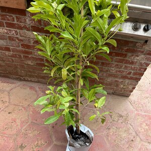 Chico Sapote Tree (3-4 Feet Tall) - Alano Mexican Sapodilla, Large ...