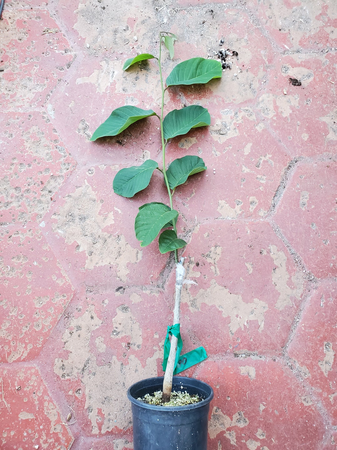 Grafted 'lisa' Atemoya Fruit Tree - Pink Flesh - One of the Best ...