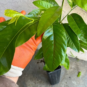 Black Sapote Tree 'chocolate Pudding Fruit' Exotic Fruit Tree Trees Are ...